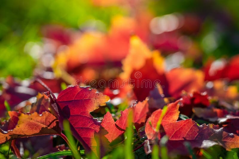 Maple Leaves in Various Autumnal Colors Stock Image - Image of ...