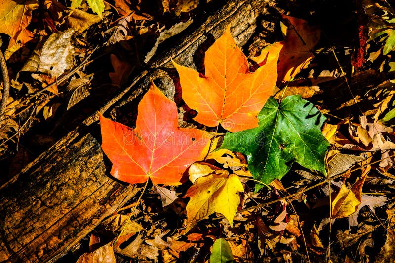 Maple Leaves in Various States of Decay Stock Image - Image of wooded ...