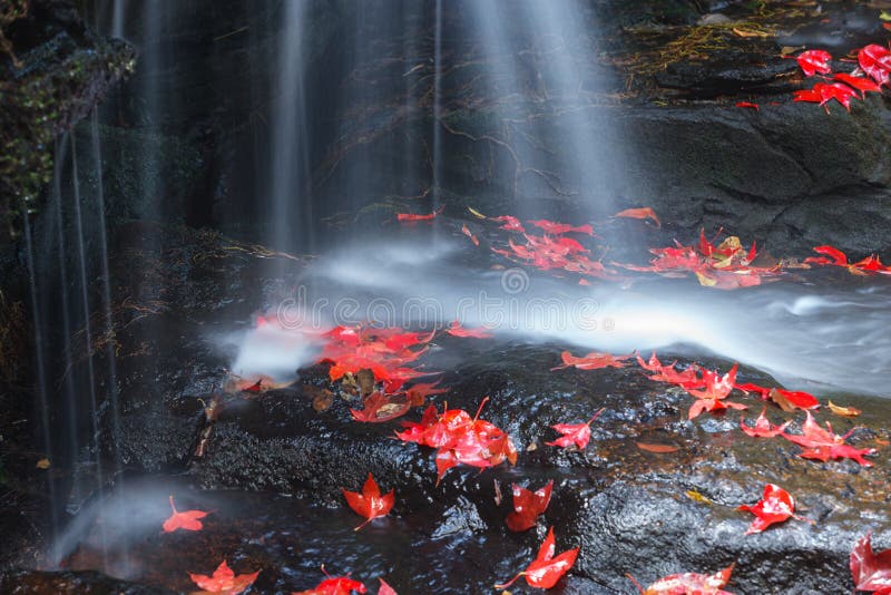Maple leaves at waterfall stock photo. Image of abstract - 24015948