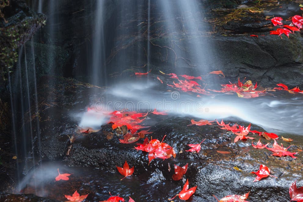 Maple leaves at waterfall stock photo. Image of abstract - 24015948