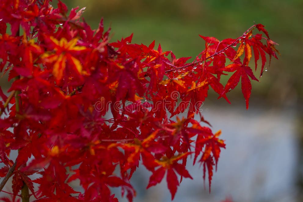 Maple leaves stock image. Image of leaves, october, natura - 174430635