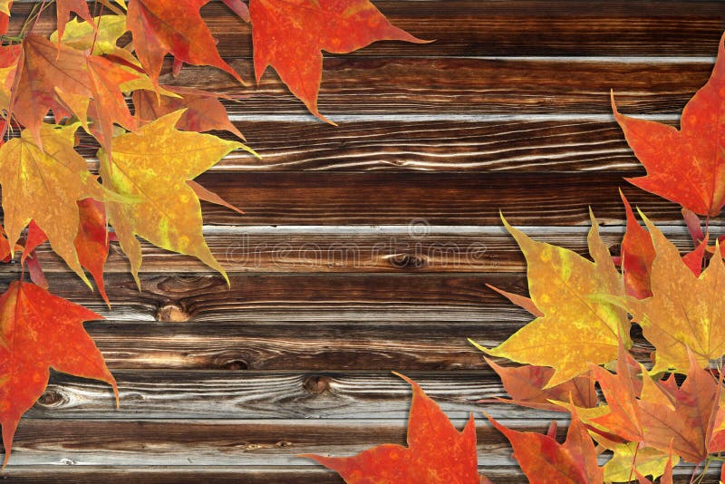 Maple Leaves and Wooden Background Stock Photo - Image of aged, leaf ...
