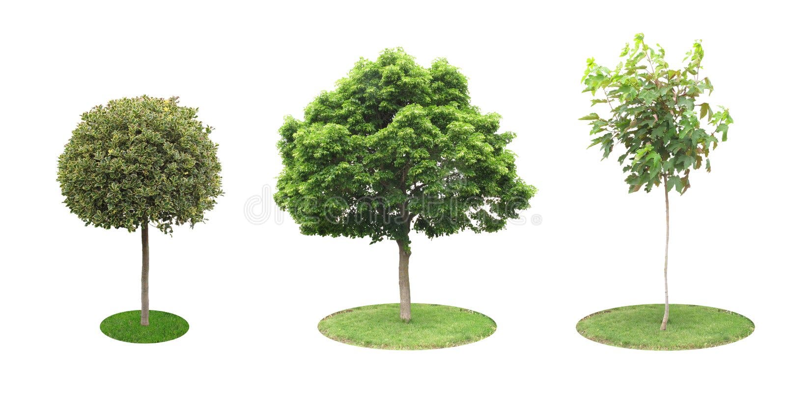 Isolated trees stock photo. Image of detail, white, tree - 29085166