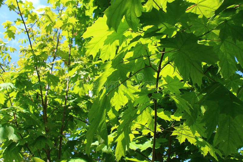 Maple, Maple Branches, Bushes Stock Photo - Image of morningnmorning ...
