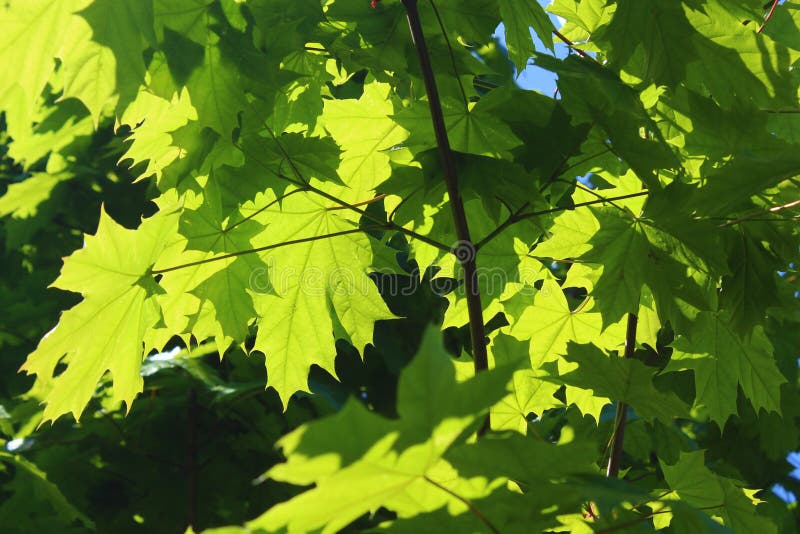 Maple, Maple Branches, Bushes Stock Image - Image of maple, earth ...