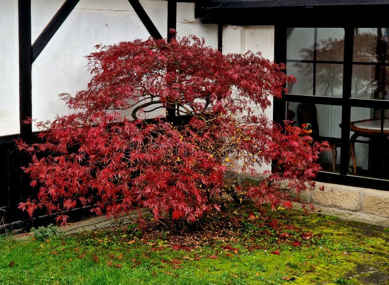 Maple Medium Fast Growing Cultivar Reaching a Stock Photo - Image of ...