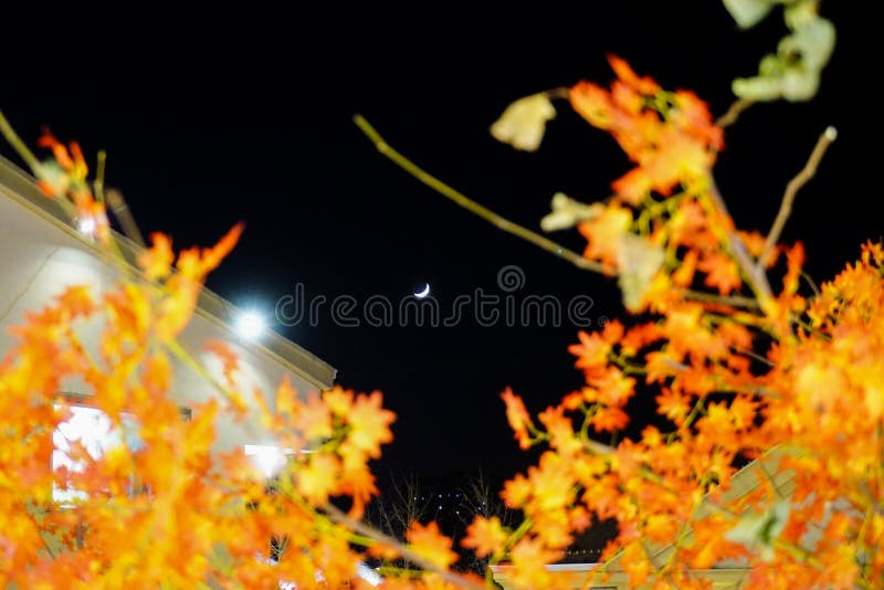 Maple Leaf Moon Under City Night Stock Image - Image of pattern, bright ...