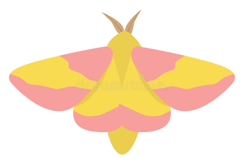 Maple Moth Stock Illustrations – 75 Maple Moth Stock Illustrations ...