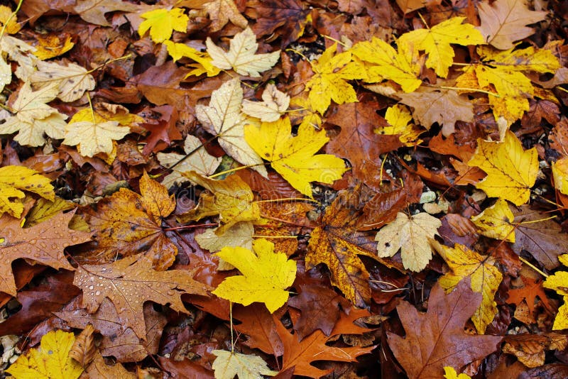 Decomposing Process Stock Photos - Free & Royalty-Free Stock Photos ...