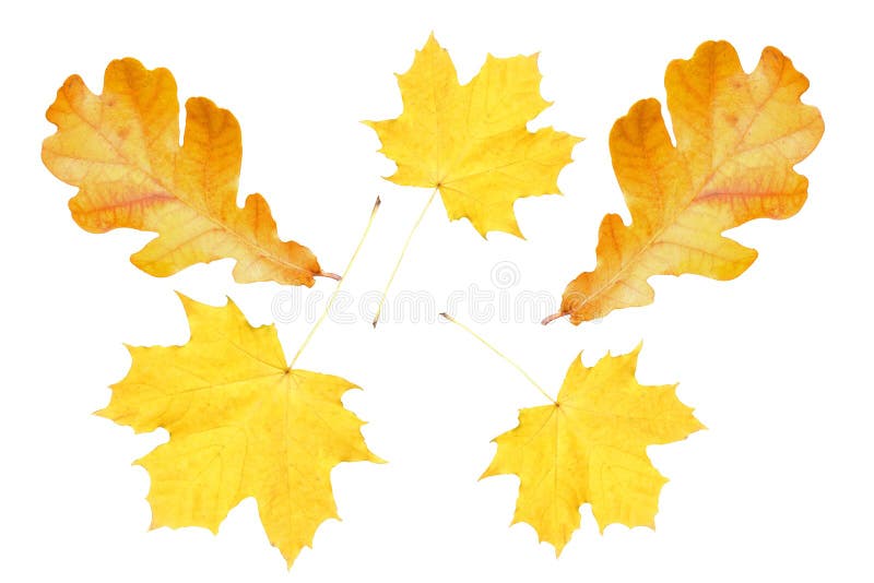 Maple and Oak Leaves Isolate Stock Photo - Image of closeup, element ...
