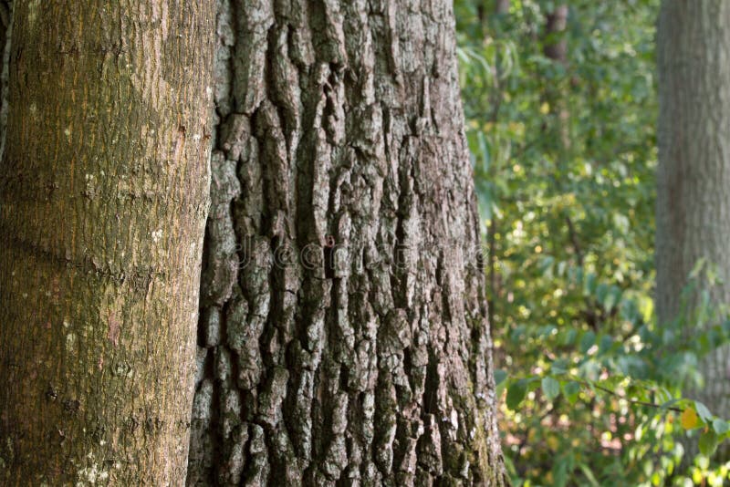 Maple and Oak Tree Trunks in Forest Selective Focus Stock Photo - Image ...