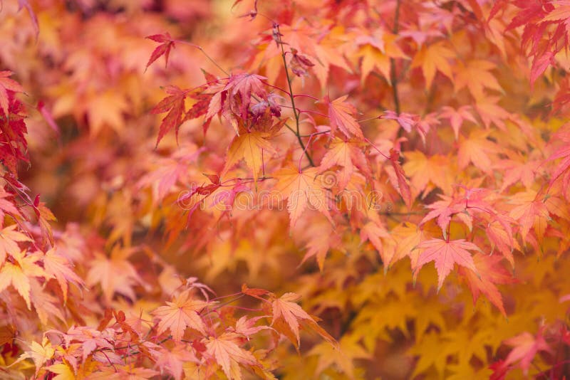 Maple in Old Japanese Garden Stock Image - Image of japanese, maple ...