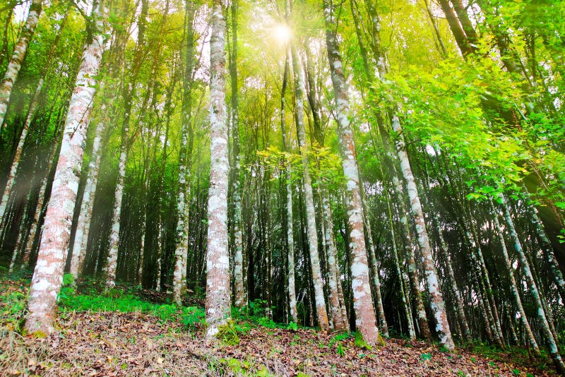 Maple Park Picture. Image: 28001495