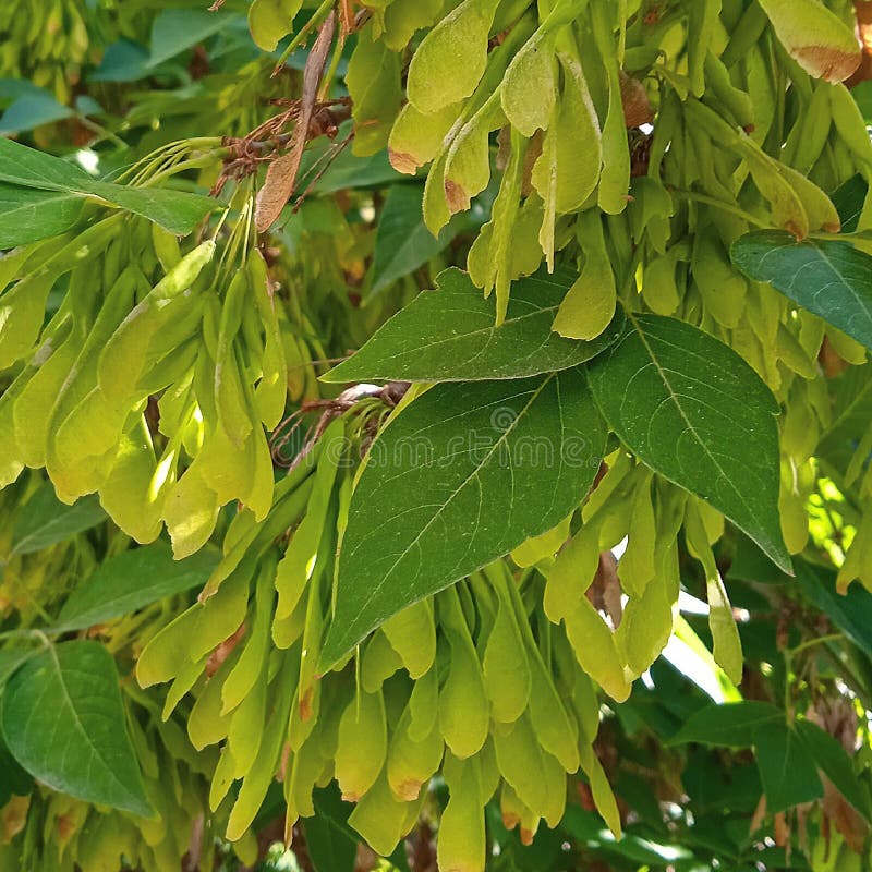 Maple Planes on a Branch, Against the Backdrop of Nature. Stock Photo ...