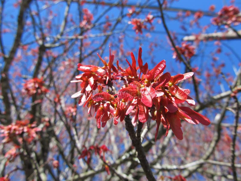 Maple Pods in Spring stock image. Image of pods, macro - 99763073