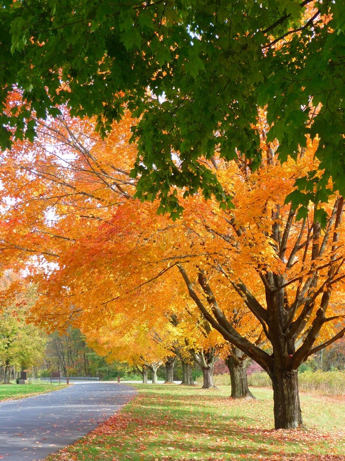 Maple Row stock image. Image of hike, color, autumn, trees - 27227313