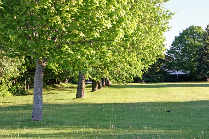 Maple Row stock photo. Image of growing, mature, trees - 825952