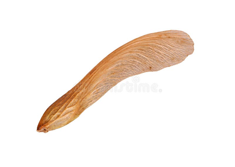 Winged mature maple seed stock image. Image of isolated - 190477