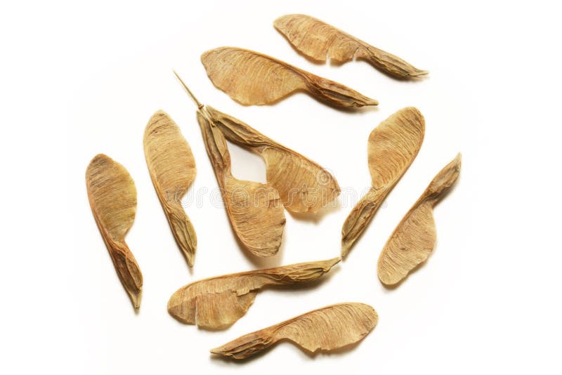922 Samara Seed Stock Photos - Free & Royalty-Free Stock Photos from ...
