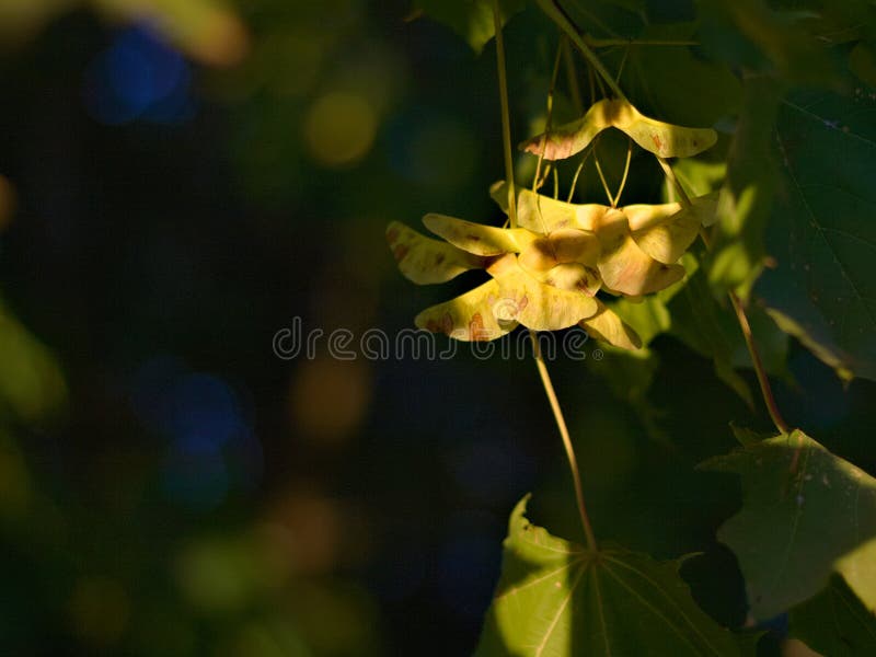Maple Samaras in Autuum Sun in a Forrest Stock Photo - Image of branch ...