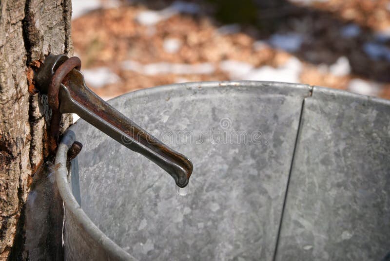 Maple Sap Bucket stock photo. Image of tree, pail, container - 19006680