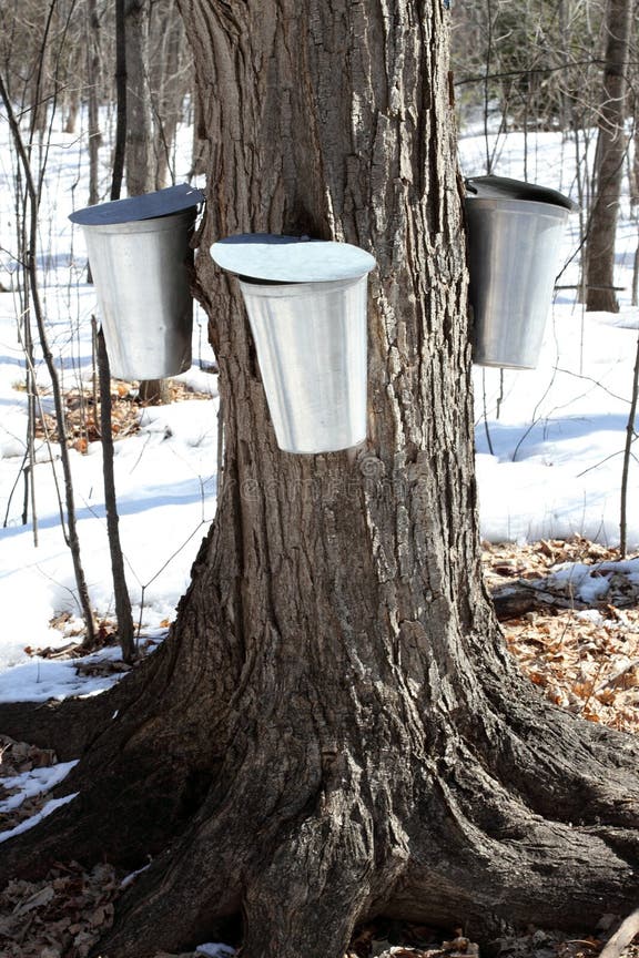 Maple Sap Buckets stock photo. Image of syrup, maple - 18935456