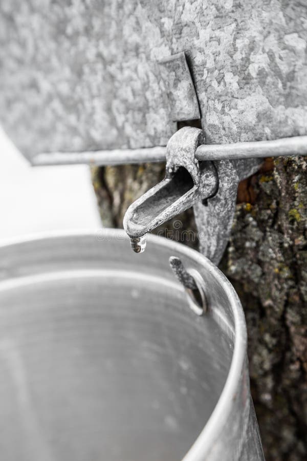 Maple Sap Buckets on Trees in Spring Stock Photo - Image of collect ...