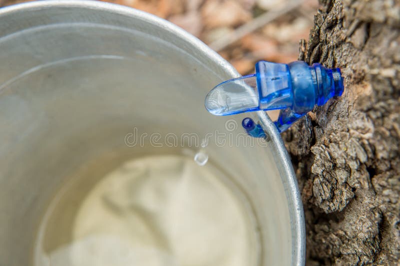 Maple Sap Dripping stock photo. Image of gathering, aluminium - 55768390