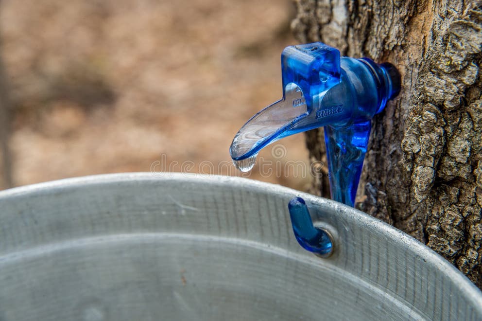 Maple Sap Dripping stock image. Image of gather, grove - 55768645