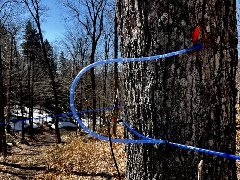 Maple Sap Flows Steadily in Plastic Tubes Suspended from a Tree ...