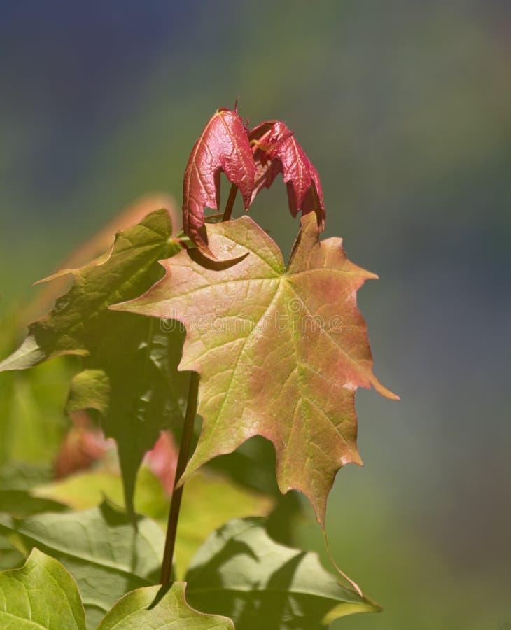 Maple Sapling in Spring in Ontario Stock Image - Image of sapling ...