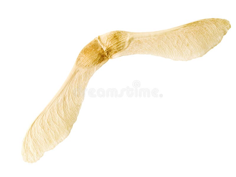 Maple Seed Texture Macro Closeup. Stock Photo - Image of seed, isolated ...