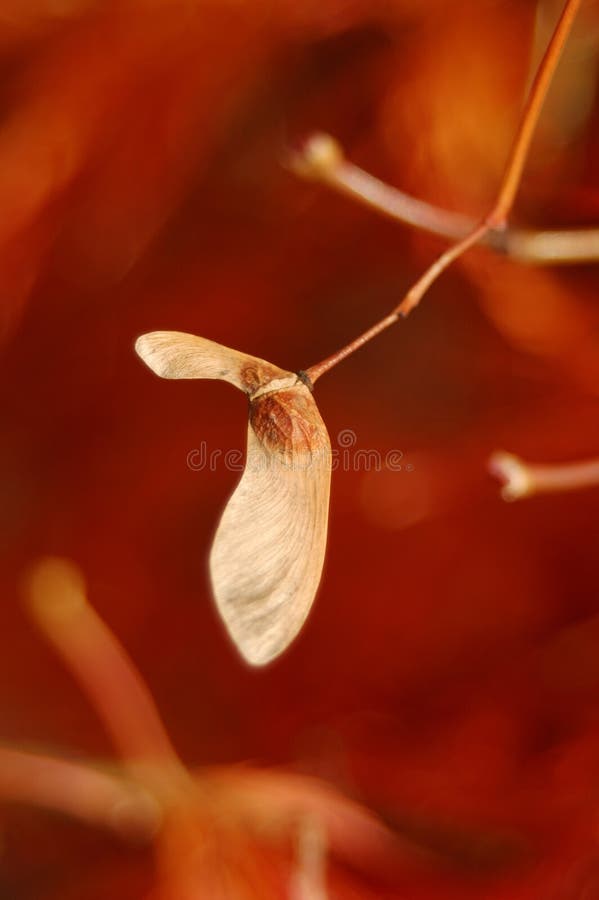 Maple Seed Texture Macro Closeup. Stock Photo - Image of seed, isolated ...
