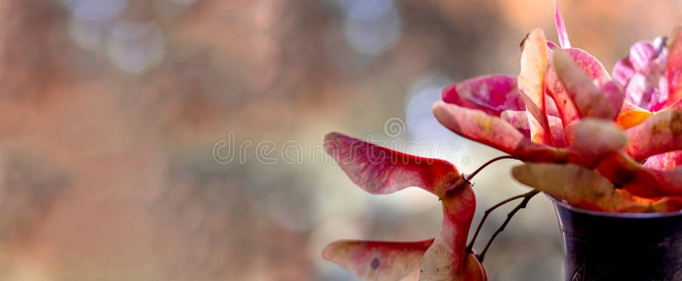Maple Seed Banner. Autumn Colors Stock Photo - Image of seed, colours ...