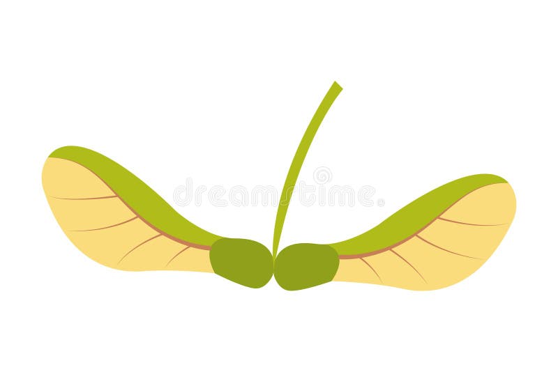 Maple Seed. Hand Drawn Trendy Flat Style Isolated Stock Vector ...