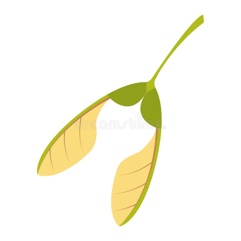 Maple Seed. Hand Drawn Trendy Flat Style Isolated Stock Illustration ...