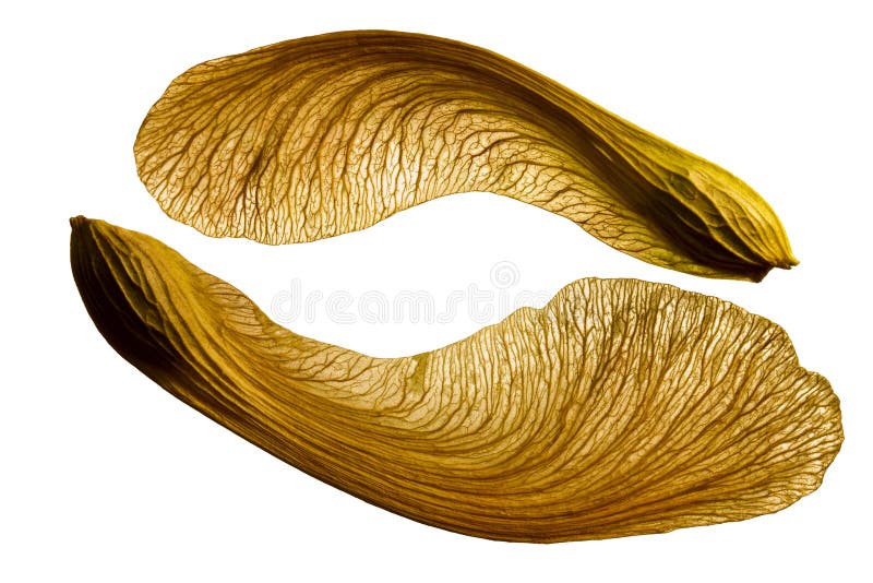 Maple Seed Texture Macro Closeup. Stock Photo - Image of seed, isolated ...