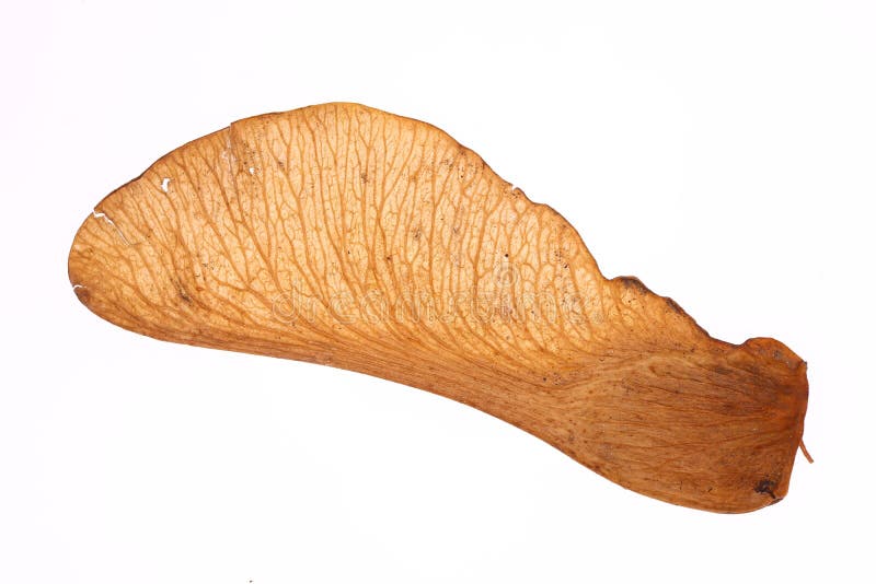 Maple Seed Texture Macro Closeup. Stock Photo - Image of seed, isolated ...