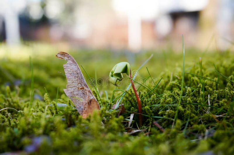 Maple Seed And Maple Sprout Up In Early Spring Stock Image - Image of ...