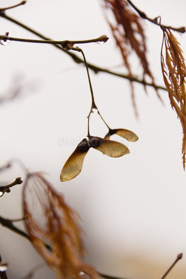 Maple seed stock image. Image of botanical, park, december - 134565625