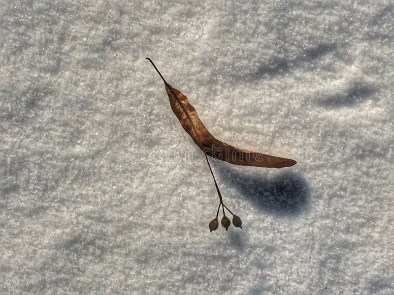 Maple Seed Texture Macro Closeup. Stock Photo - Image of seed, isolated ...