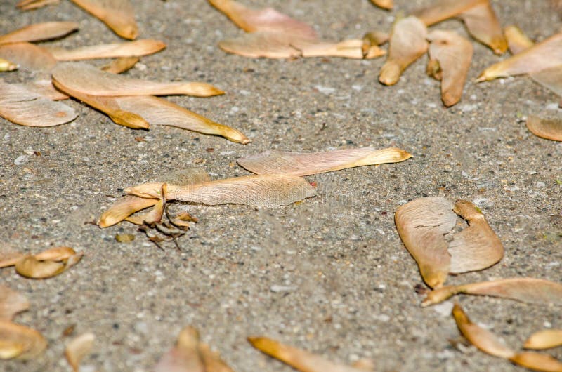 Spin seed stock image. Image of season, living, flower - 24487773