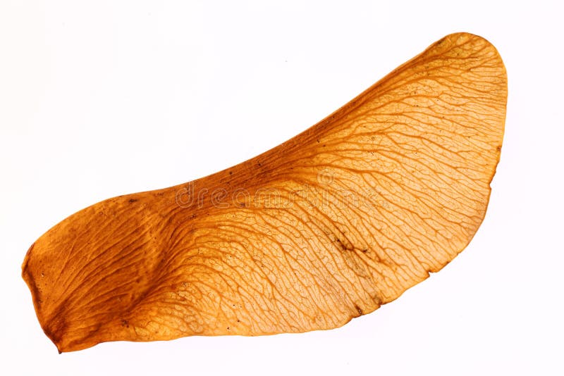 Maple Seed Texture Macro Closeup. Stock Photo - Image of seed, isolated ...