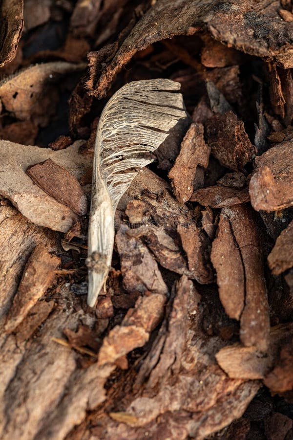Maple Seed. Tree Bark on the Ground Stock Image - Image of heap ...