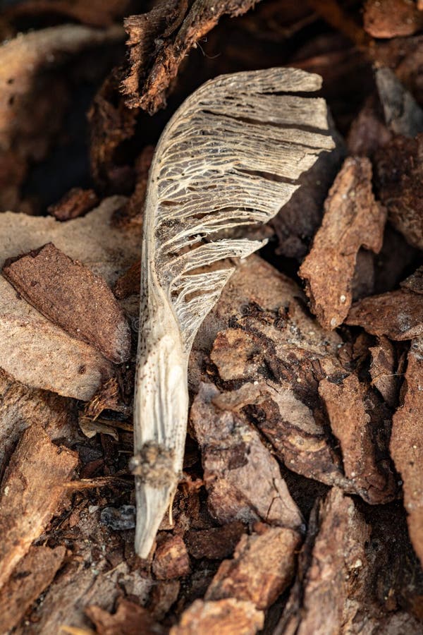 Maple Seed. Tree Bark on the Ground Stock Photo - Image of color, brown ...