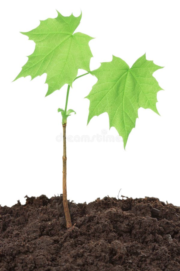 Maple Seedling stock photo. Image of leaves, earth, dirt - 9251828