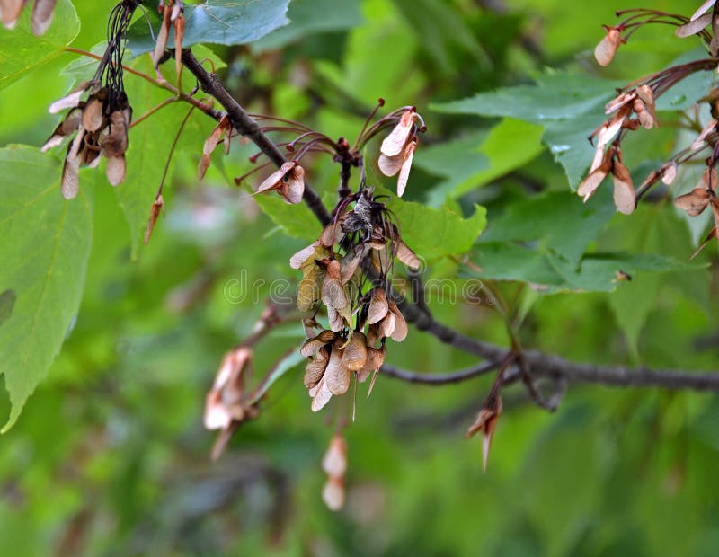 Maple Seedling Images - Download 349 Royalty Free Photos - Page 2