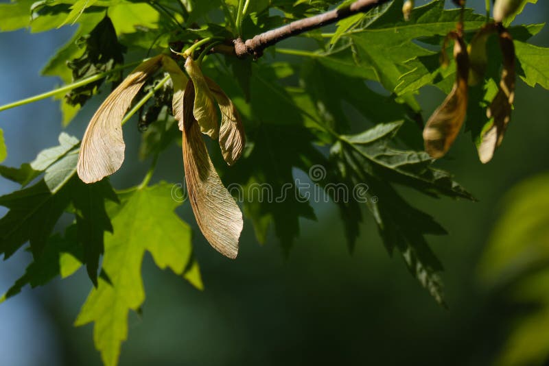 Maple seedlings stock photo. Image of seed, spring, helicopter - 221122290