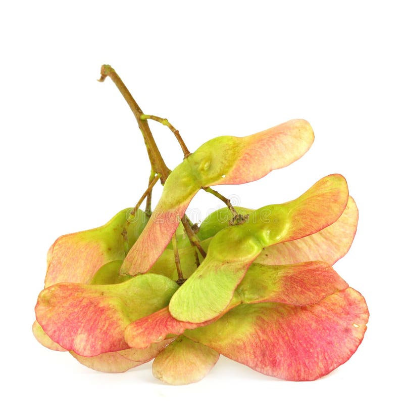 Maple seeds stock photo. Image of autumn, contrast, form - 11242988