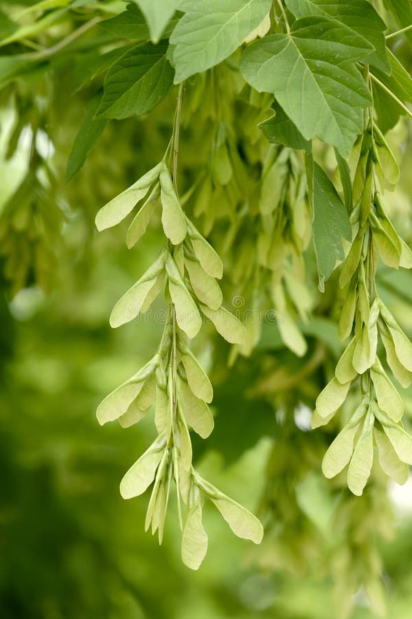 Maple tree seeds. stock image. Image of park, forest - 49188165
